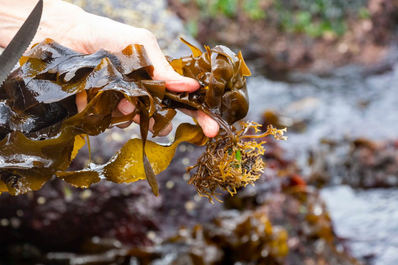 Marplatenses investigan los beneficios de un alga invasora para la ...