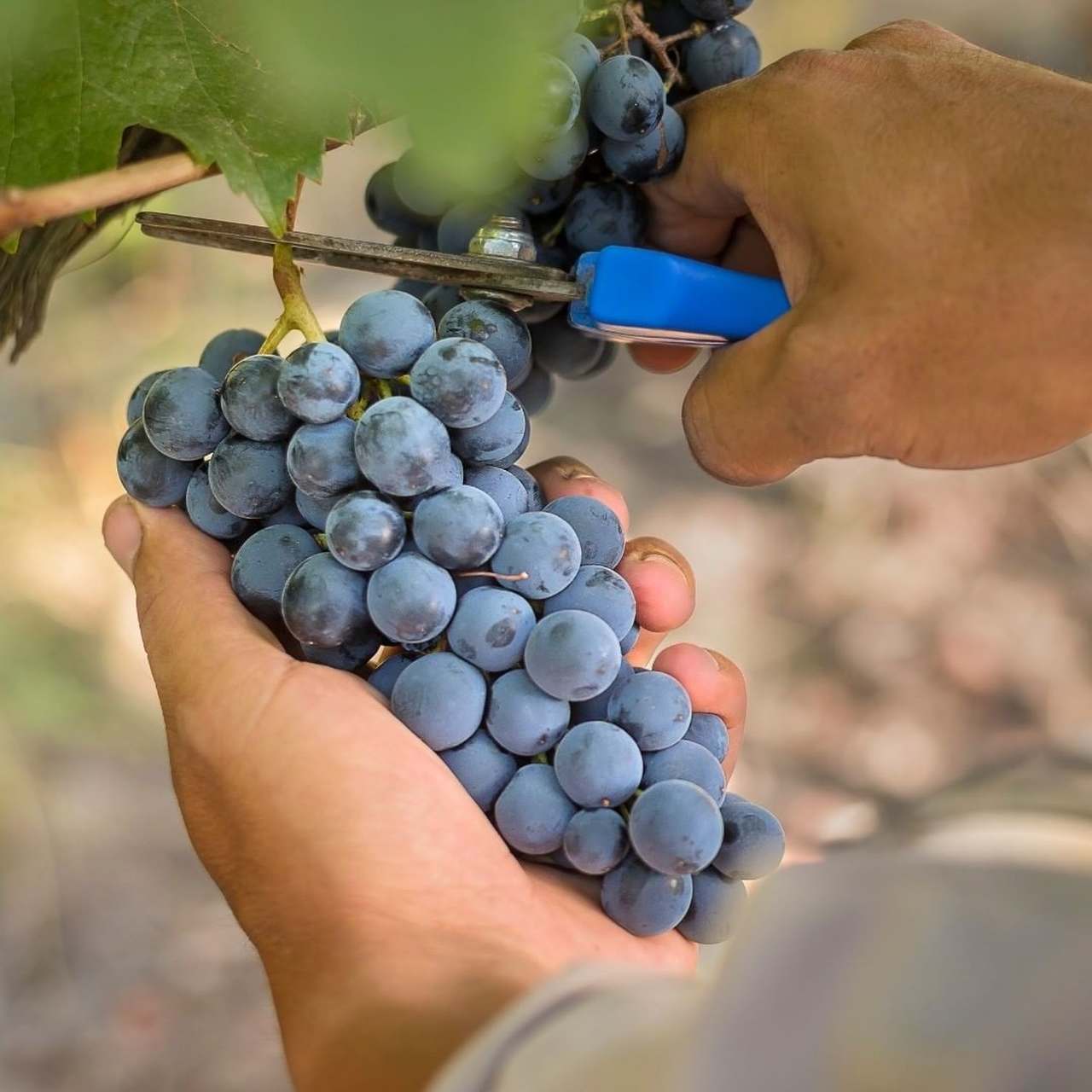 ¿Por qué el Malbec es el más celebrado en Argentina? - Bacap Noticias