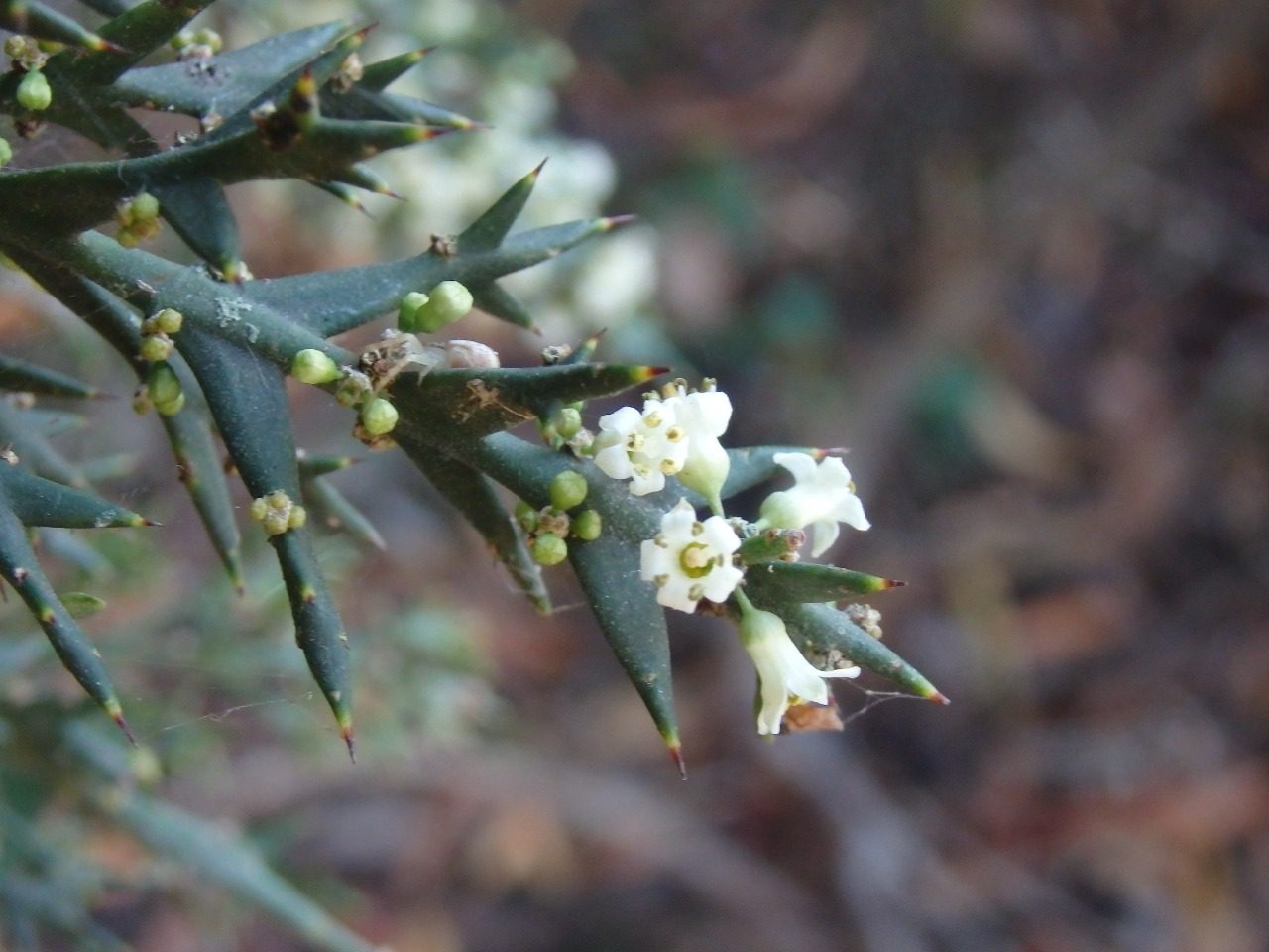 La importancia de las plantas nativas del sudeste y centro bonaerense ...