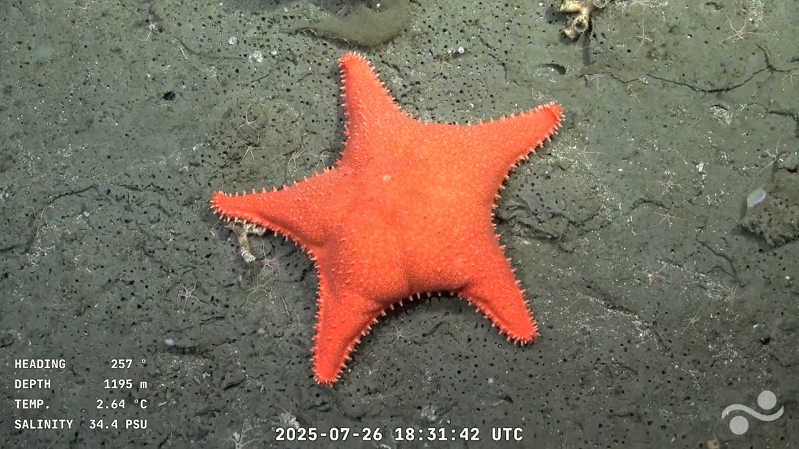 Cinco científicos marplatenses participan de una campaña en el cañón ...